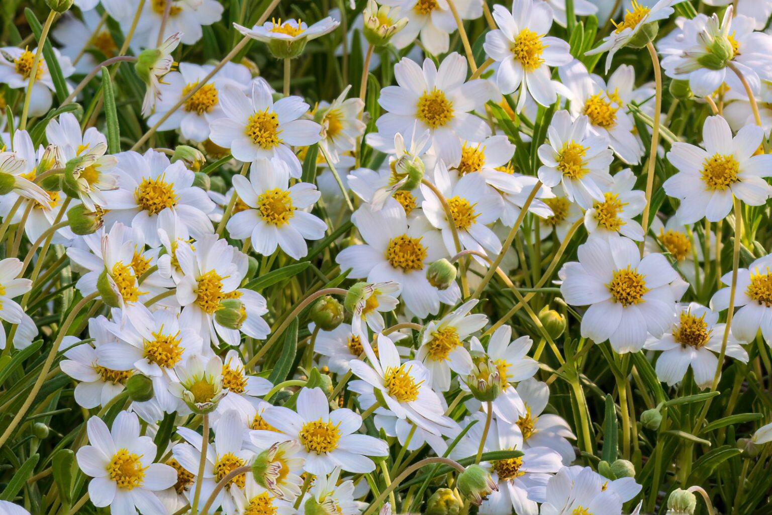 8 Low-Water Flowers Perfect For Texas Front Yards