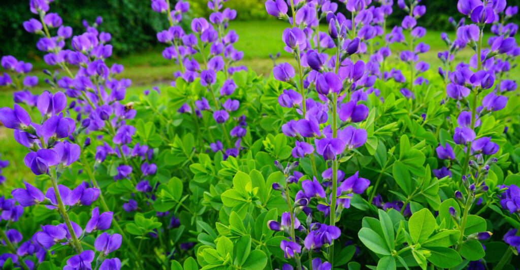 8 Native North Carolina Flowers That Practically Grow Themselves