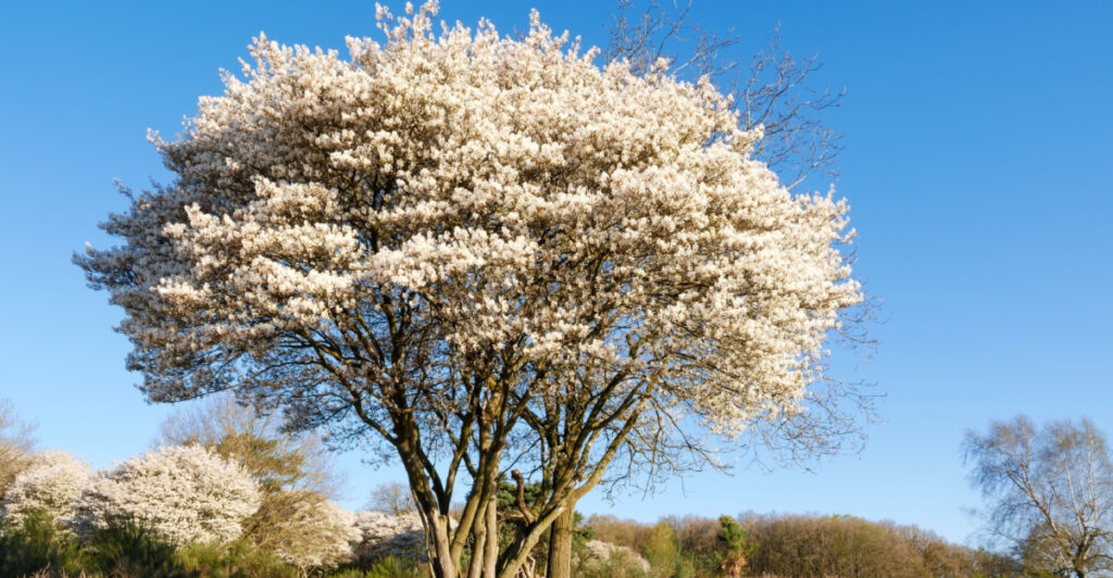 8 Ohio Native Trees That Offer More Than Just Shade