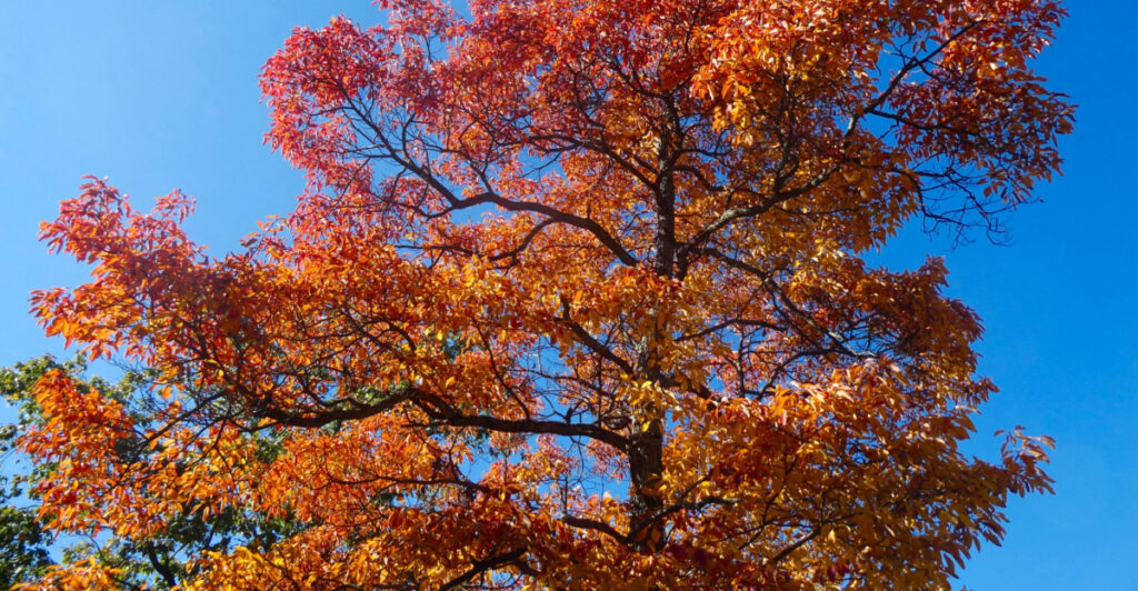 9 Native Ohio Trees That Won't Outgrow The Front Yard Too Fast