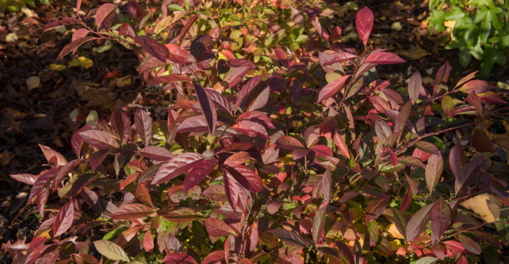 9 Shrubs To Grow Instead Of Burning Bush In Ohio