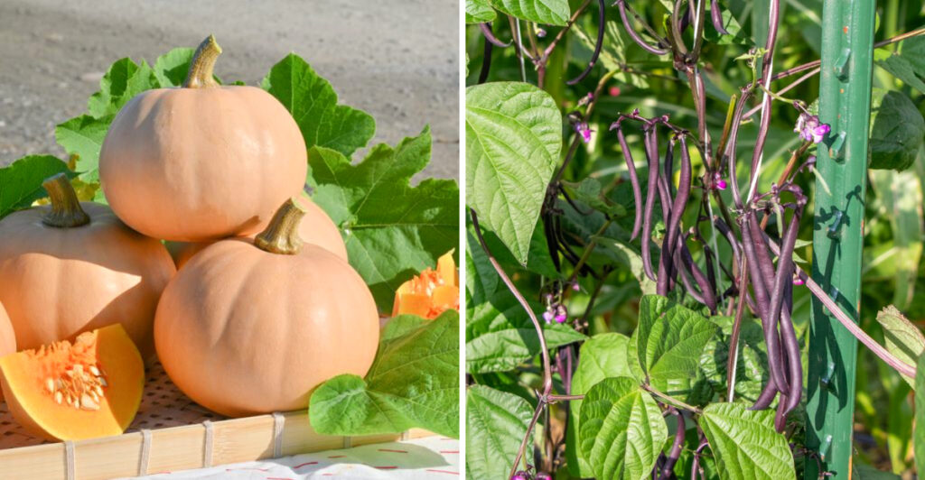Florida Gardeners Do Not Miss These Top 2026 AAS Winning Vegetables ...