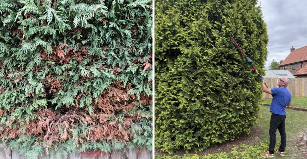 How To Shape Florida Hedges In March Without Creating Brown Holes