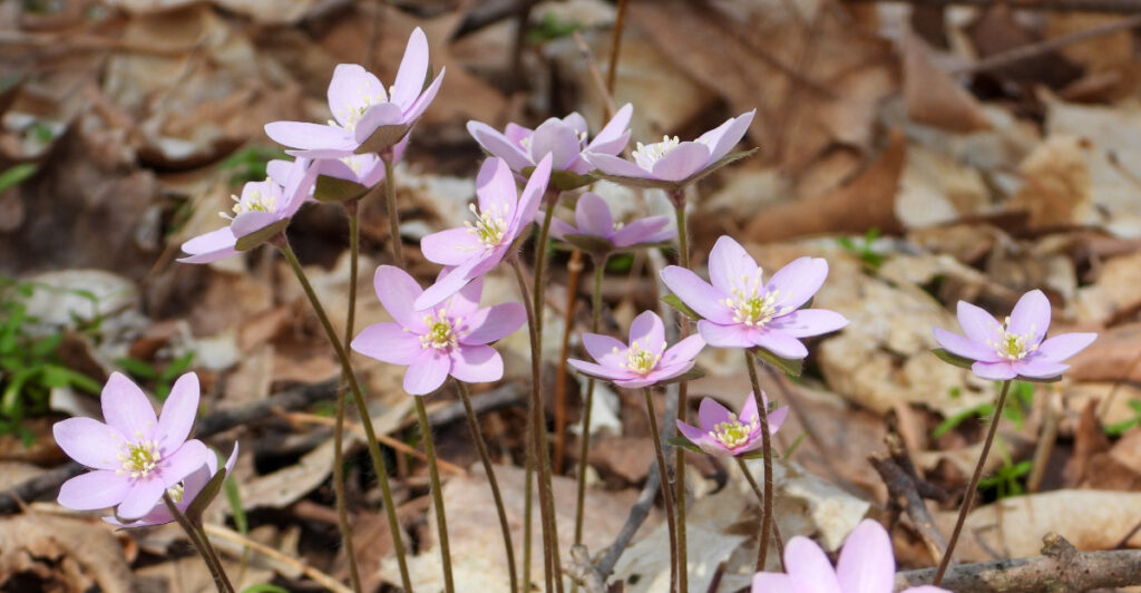 Native Michigan Plants That Wake Up Early In Spring And Feed Pollinators