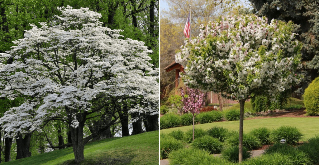 Plant These 5 Oregon Native Trees In March