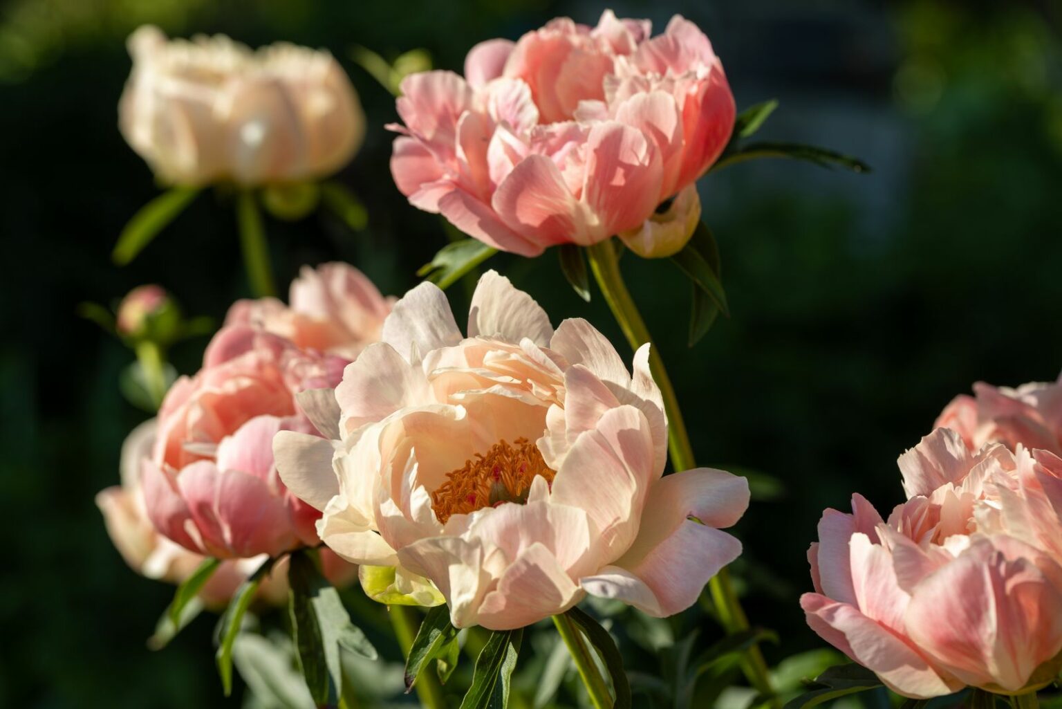 Power Up Your Peonies Before Spring Arrives In Pennsylvania