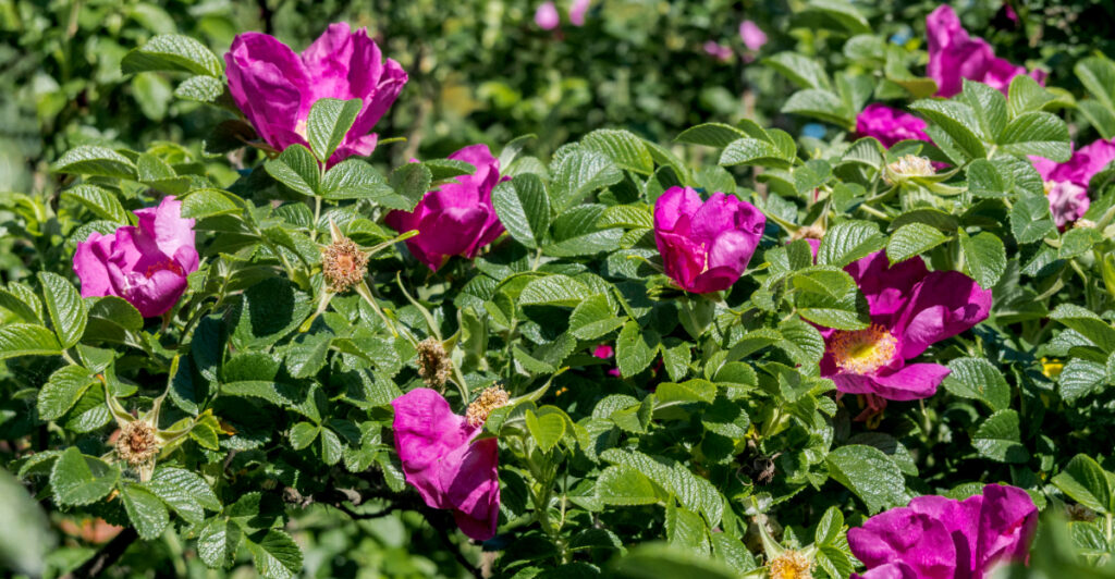 Sandy Soil In West Michigan Is Not A Problem If You Grow These Plants