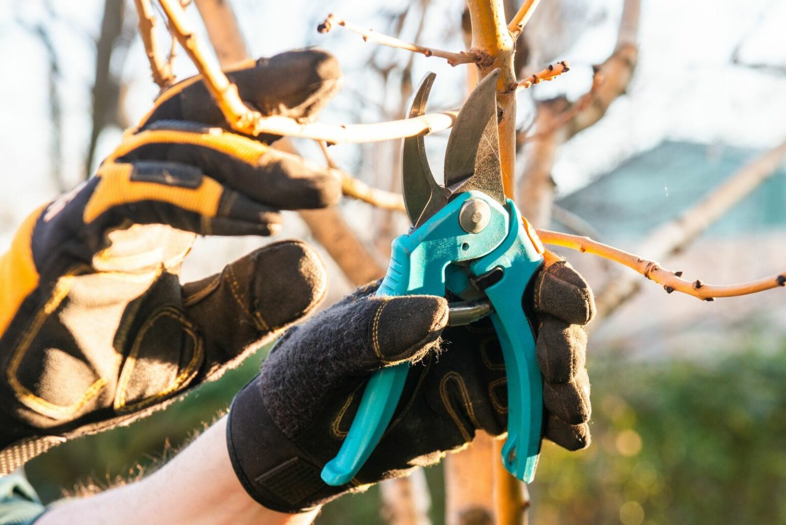 Should Texas Gardeners Prune Apple Trees Before Spring