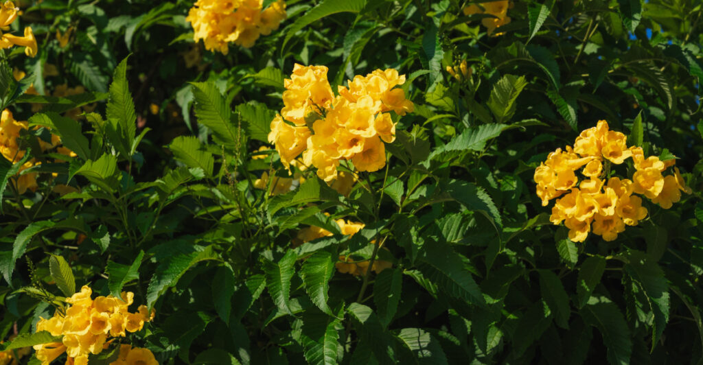 The Right Way To Prune Yellow Bells In Arizona For More Flowers