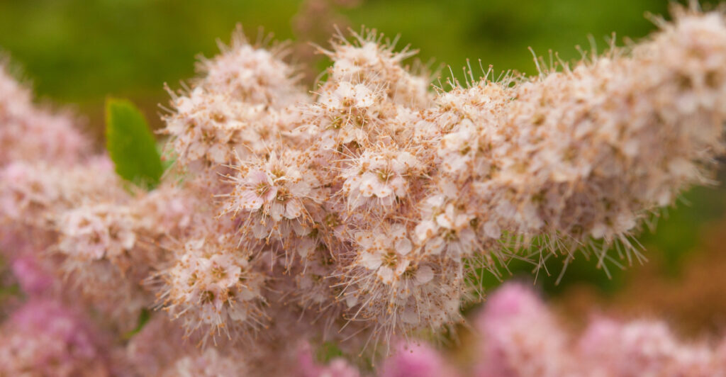These 7 Native Oregon Shrubs Thrive In Front Yards When Planted In March