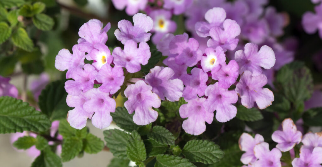 These 9 Arizona Groundcovers Choke Out Weeds Naturally