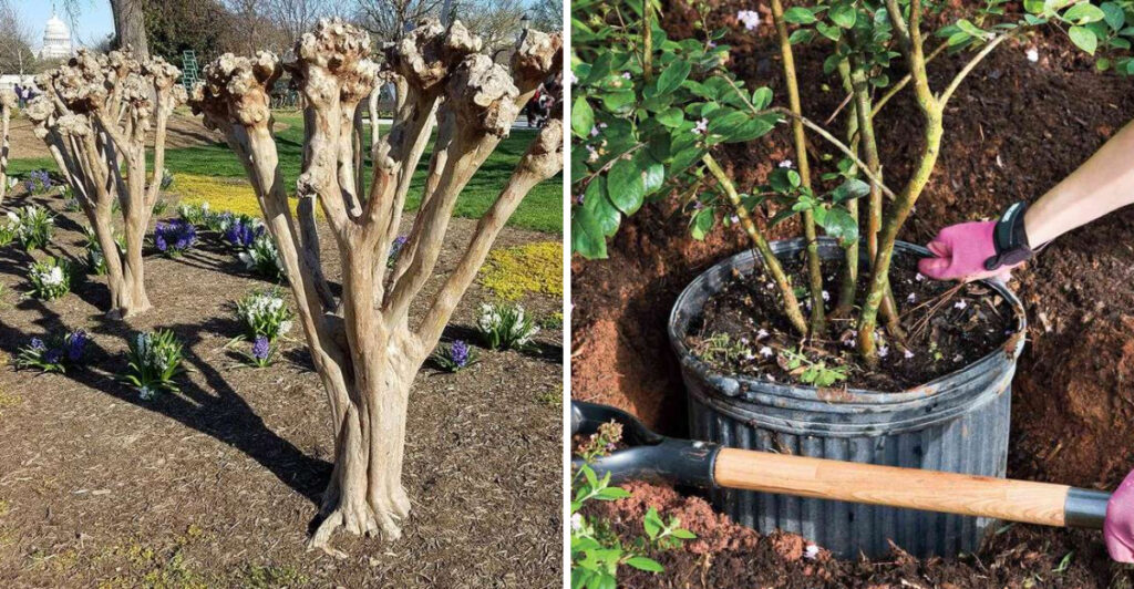 These Are The 8 Most Common Crape Myrtle Growing Mistakes In Florida ...