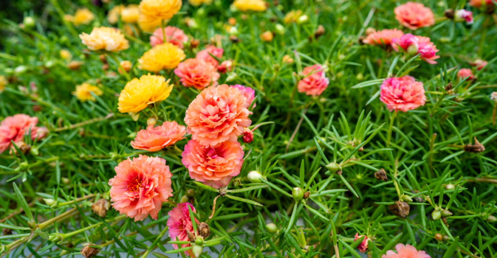 These Low-Water Flowers Keep Their Color Even In Harsh North Carolina Heat