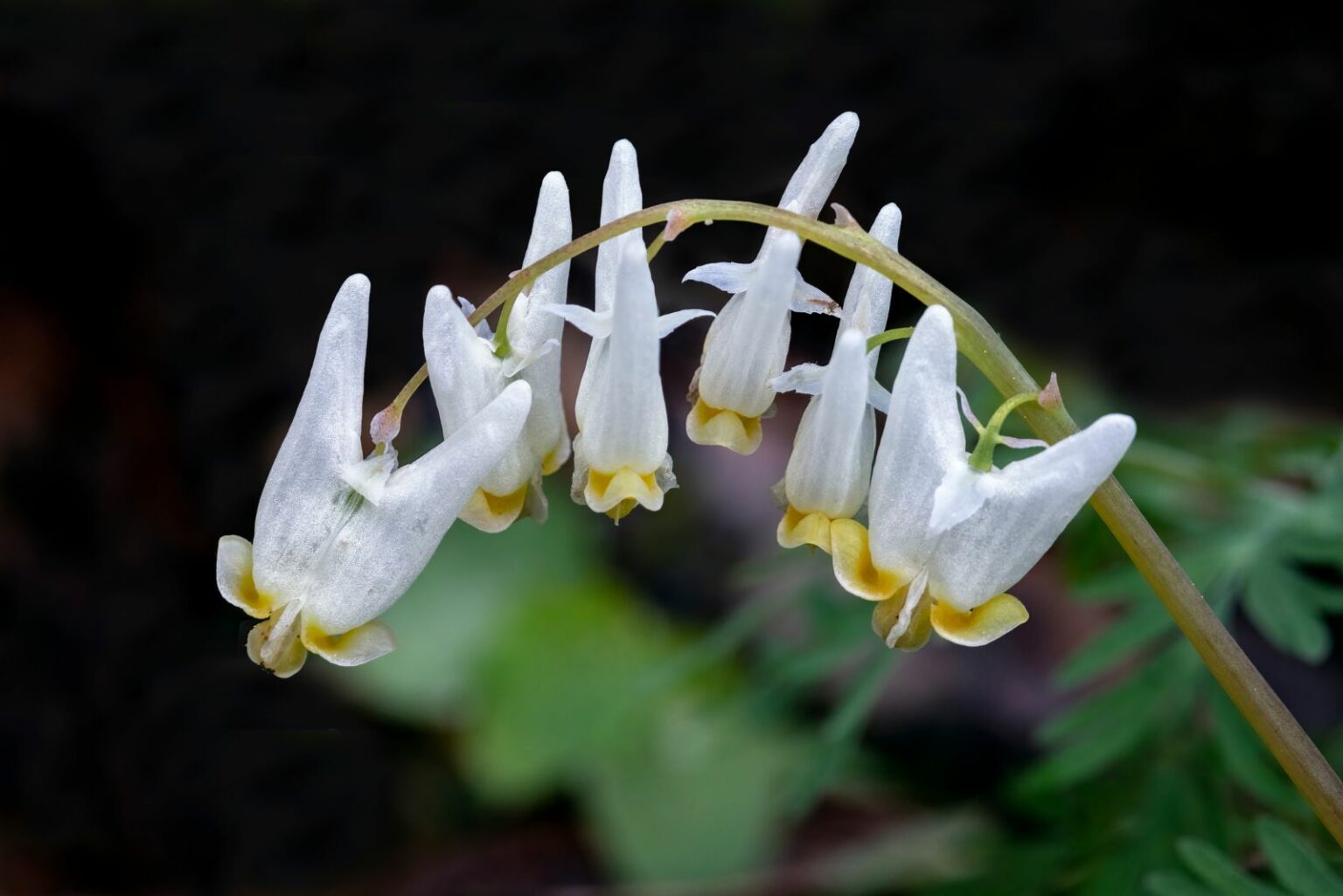 These Native Flowers Bloom First In Pennsylvania Each Spring