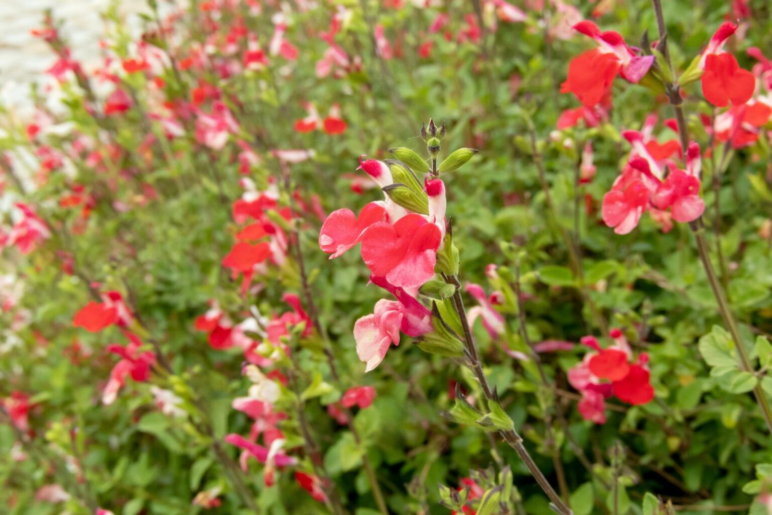 These Native Plants Survive Texas Heatwaves Even Without Watering