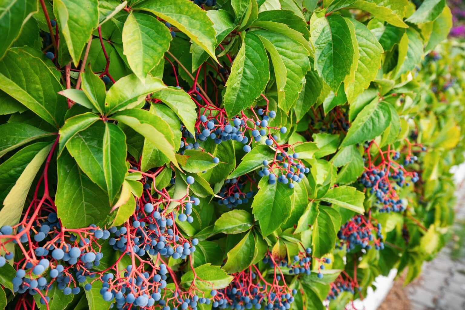 These Native Texas Vines Grow Quickly And Attract Pollinators
