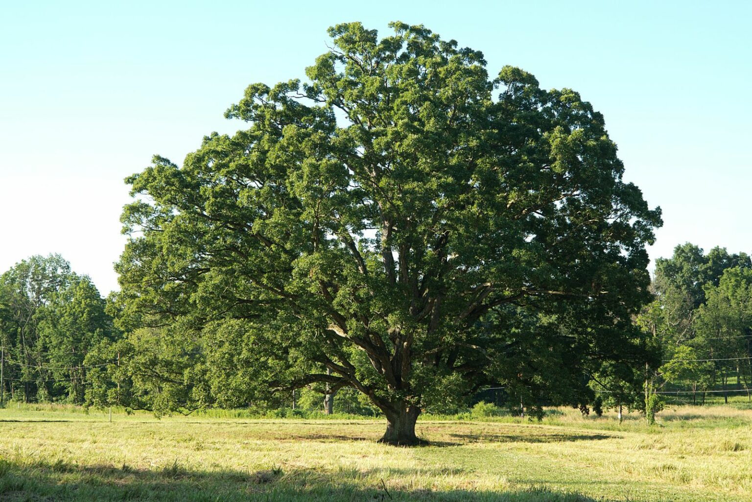 These Shade Trees Thrive In Texas Heat
