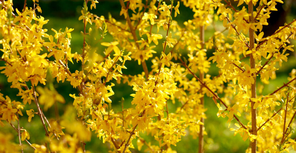 This Golden Shrub Brings Early Color To Georgia Gardens In March