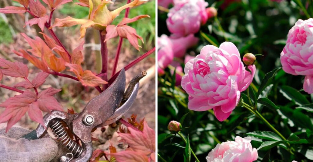 This Is The Biggest Mistake Ohio Gardeners Make With Peonies In Spring
