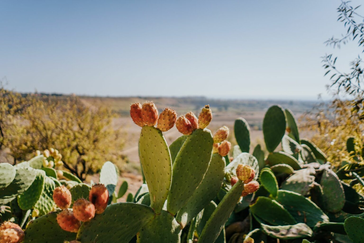 Top Native Succulents And Desert Plants For West Texas