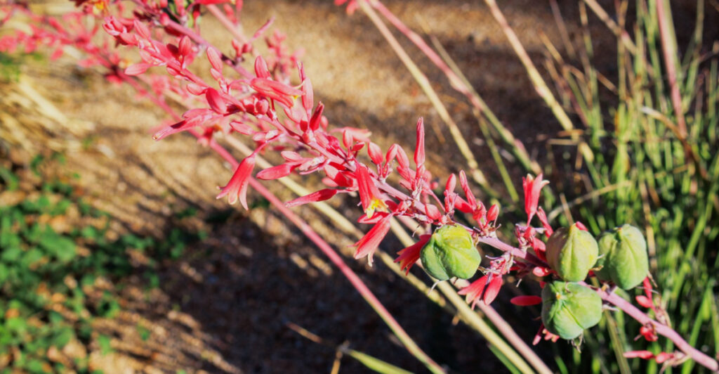 What Arizona Red Yucca Need In Spring For More Flower Spikes ...