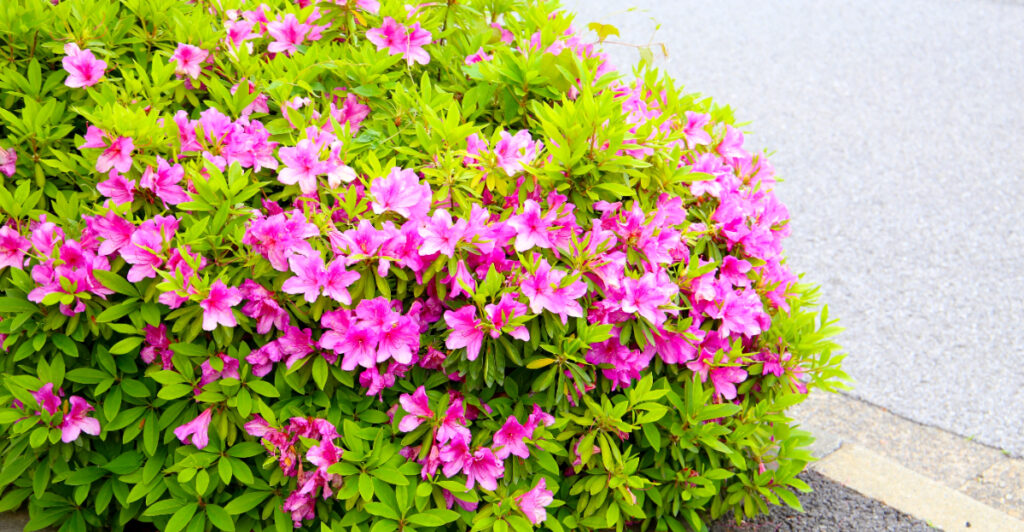 What Georgia Azaleas Need In March For Bright Spring Blooms