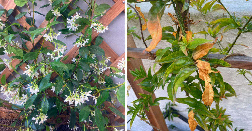 Why Is My Florida Star Jasmine Turning Brown? 7 Culprits And Easy Fixes ...