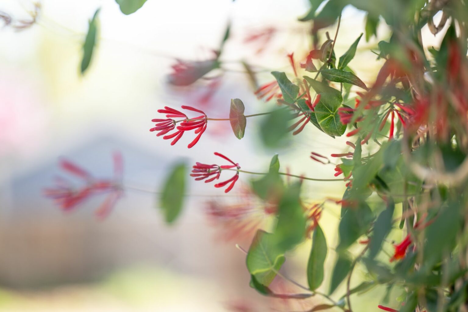 Why You Should Grow Coral Honeysuckle Along Your Fence In Texas
