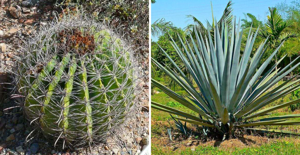 10 Cacti And Agaves To Plant In April In Arizona For Strong Root Growth ...