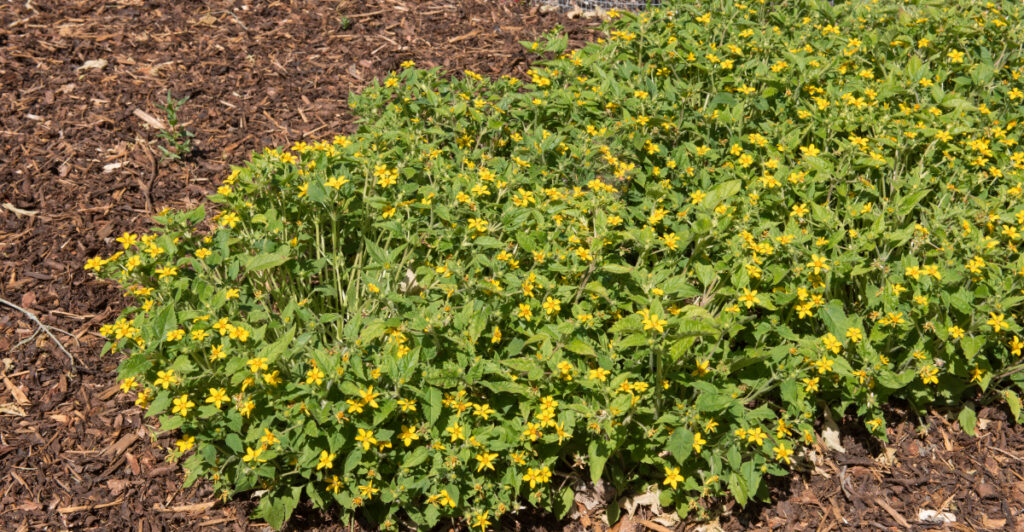 7 Native Ohio Ground Covers That Help Suppress Weeds With Less Upkeep