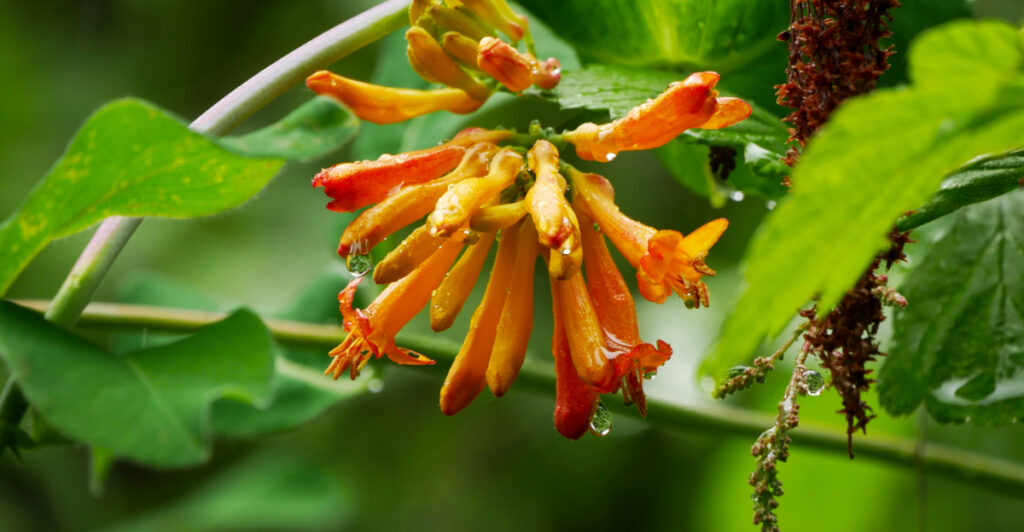 Beautiful Native Oregon Vines Most Gardeners Do Not Know About