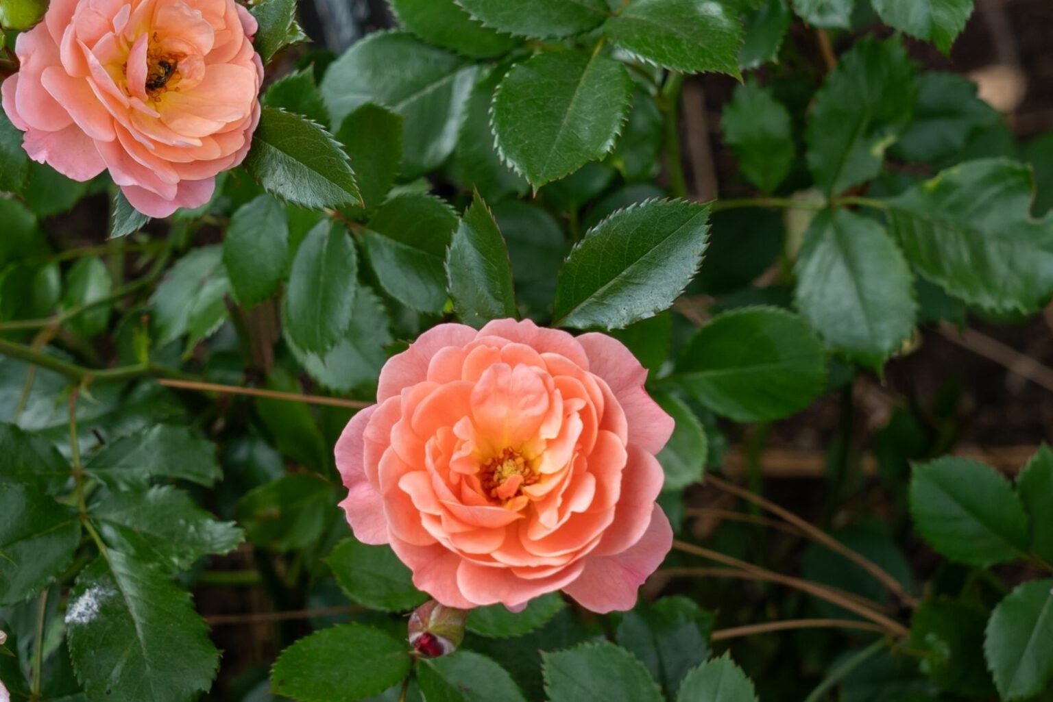Better Alternatives To Knockout Roses That Thrive In Texas Heat
