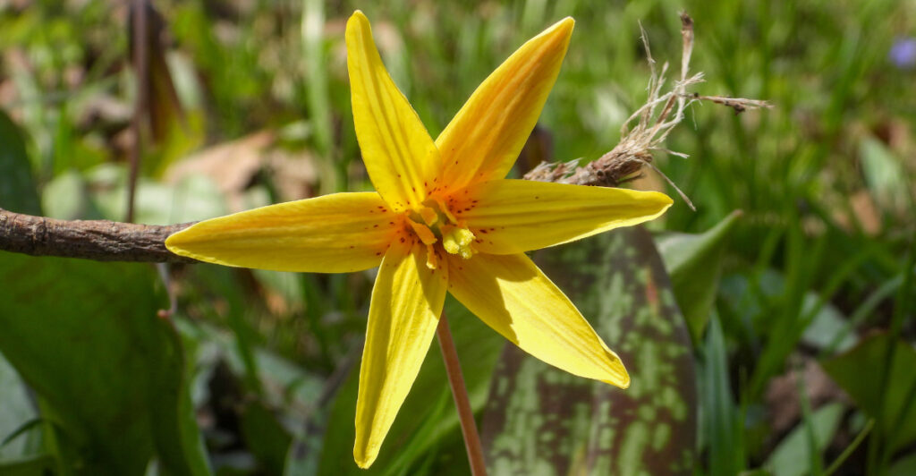 Native Michigan Wildflowers That Bloom Before Trees Leaf Out In Spring