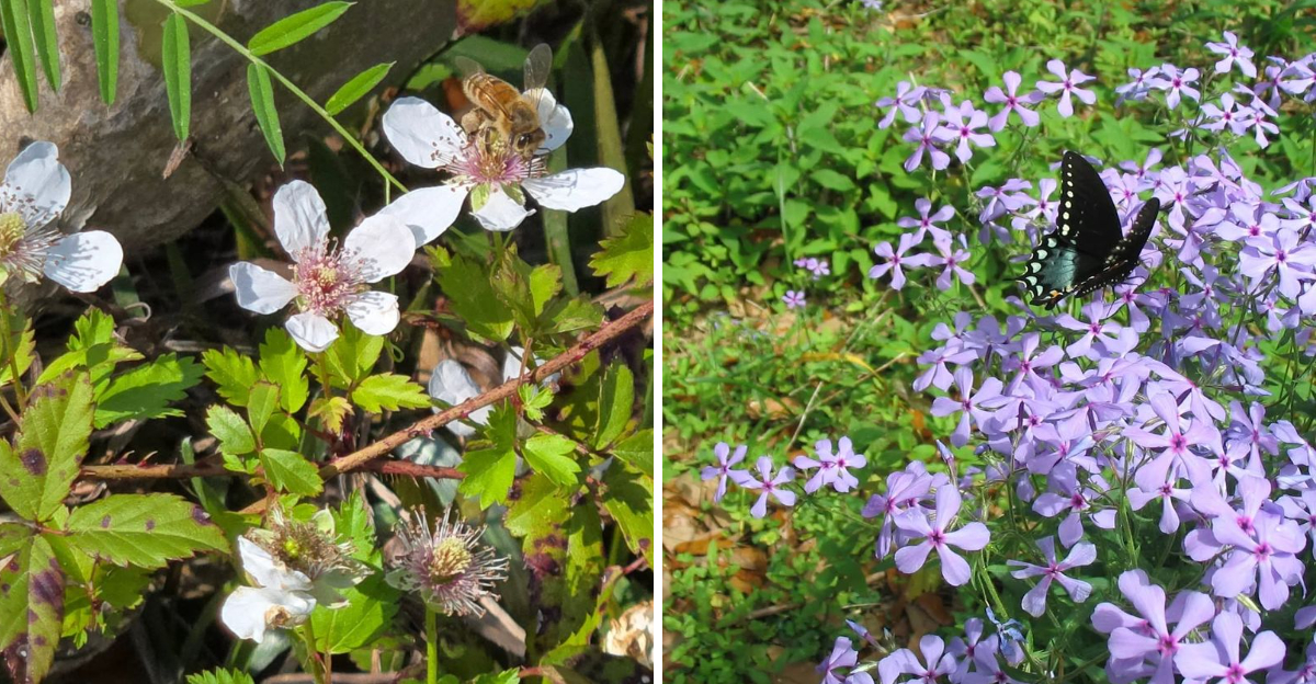 These Native Groundcovers Support Pollinators While Covering Bare Soil ...