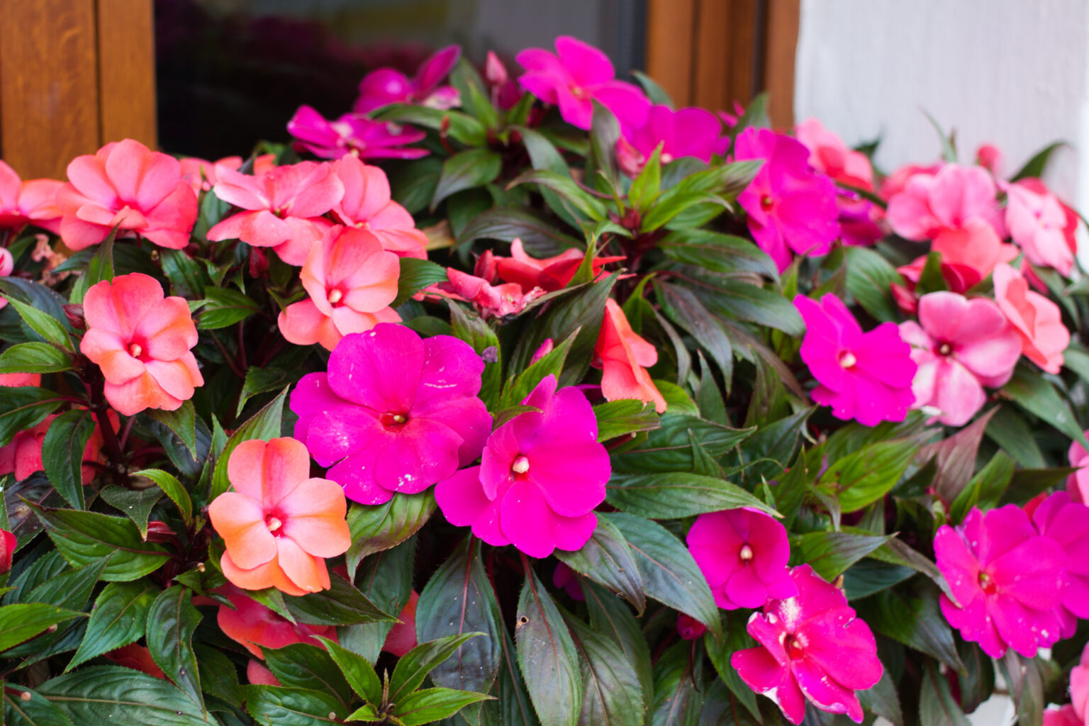 This Easy Pennsylvania Plant Delivers Big Color Without The Fuss