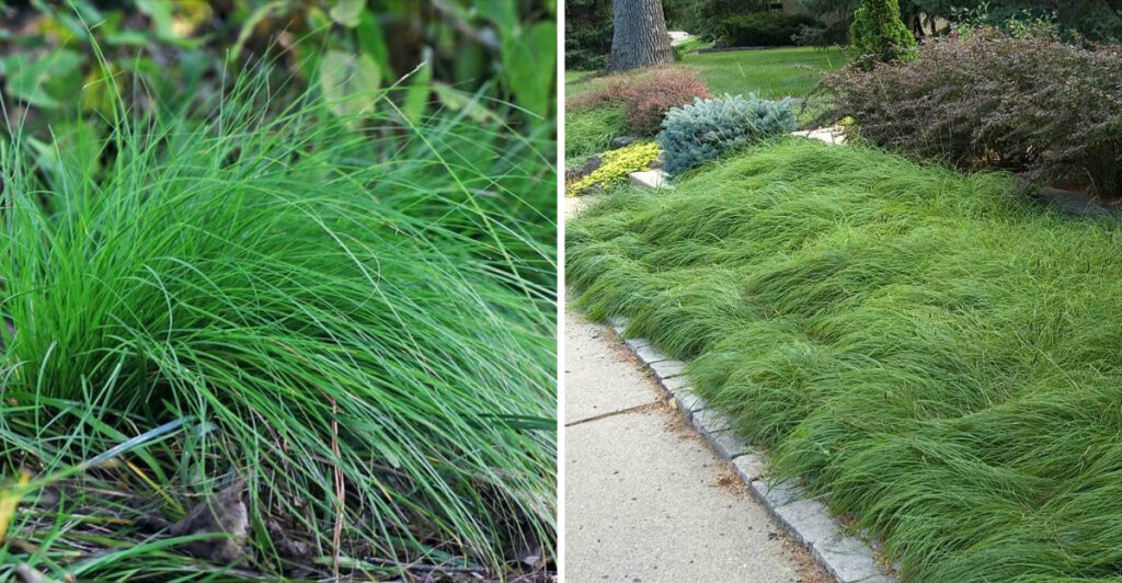 This Native Ohio Groundcover Is Replacing Grass In Front Yards