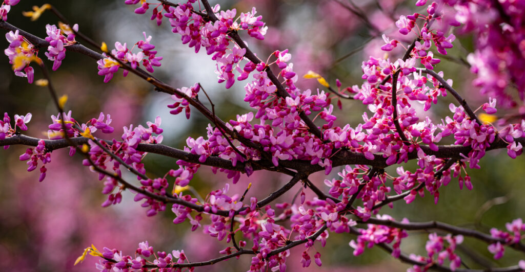 Trees To Plant In Ohio During April