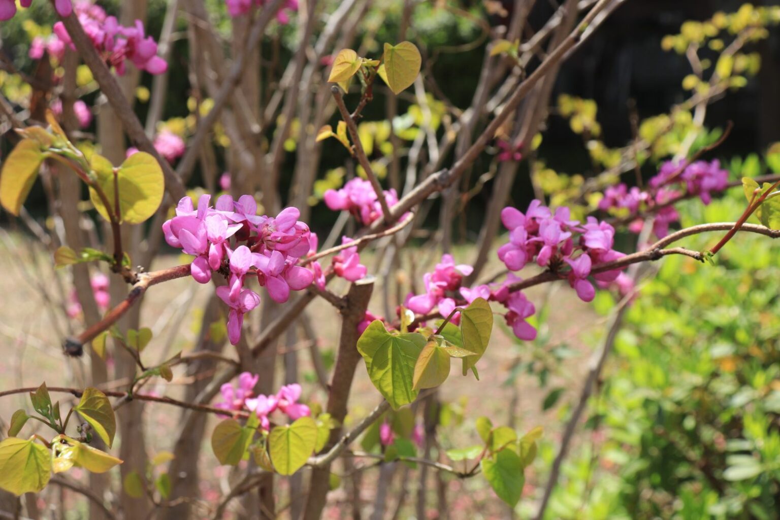What Late April Frost Really Does To Redbud Trees In Pennsylvania