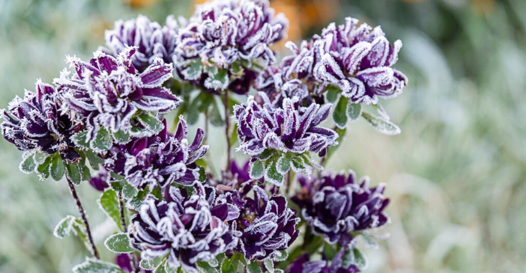 Why Michigan Gardeners In Different Zones Cannot Treat April Frost ...