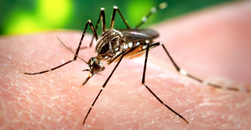 9 Plants That Actually Repel Mosquitoes On Missouri Patios - Positivebloom