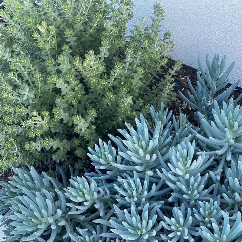 These Arizona Ground Covers Handle Hot Gravel Yards Better Than Grass