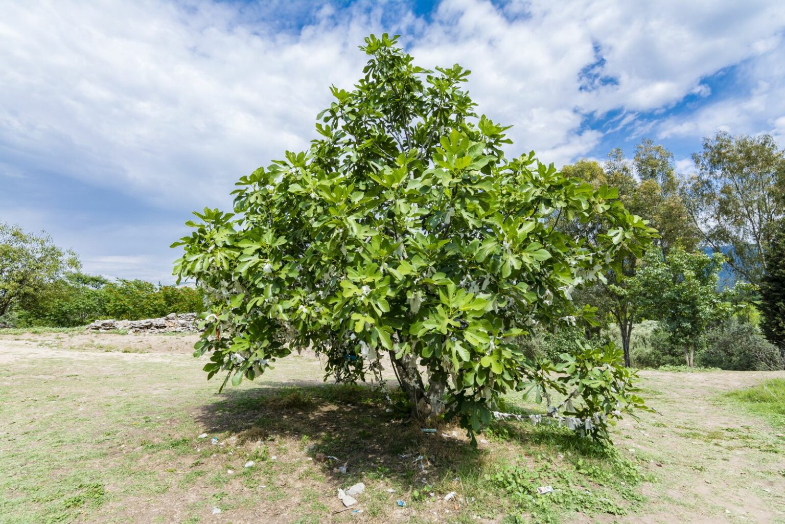 Do This To Texas Fig Trees Before The Heat Gets Intense