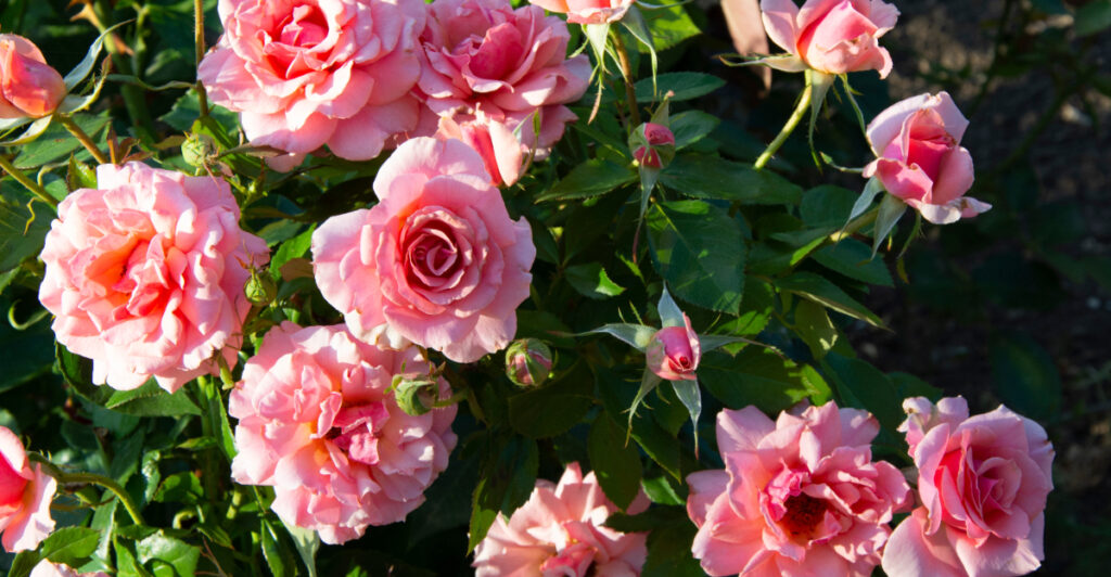 How To Plant Roses In California For Stunning Blooms That Last For Years