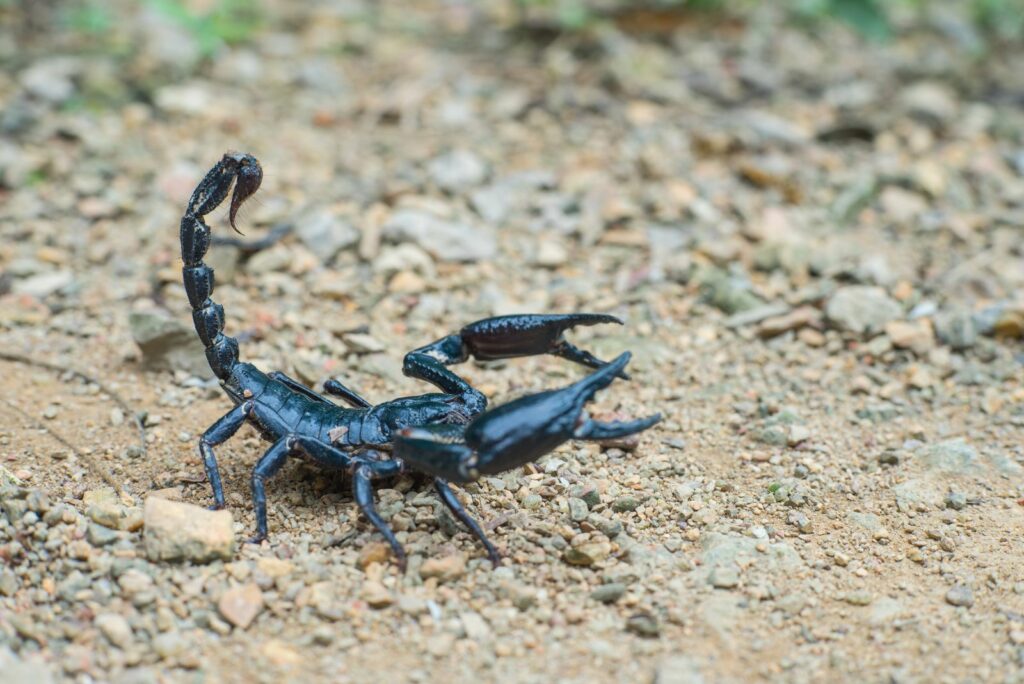 Texas Gardeners Plant These Strong Scented Plants To Help Deter Scorpions