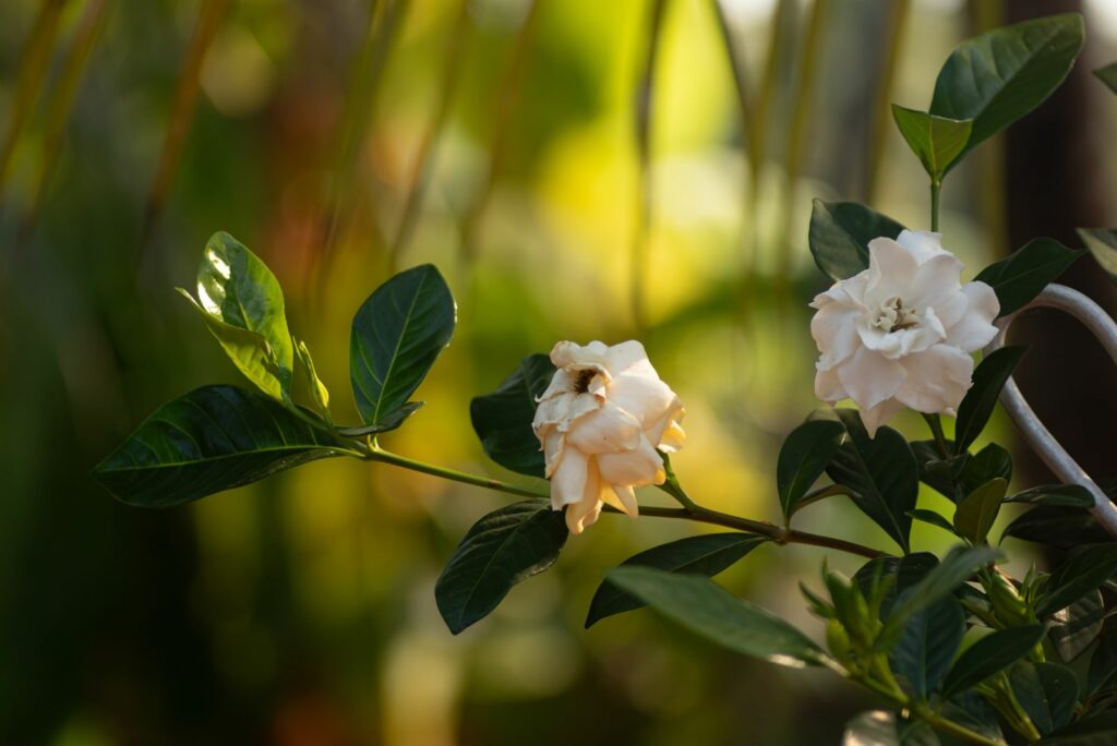Texas Gardenia Mistakes Most Gardeners Make Before Summer Heat