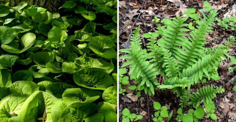 These Pennsylvania Shade Plants That Make Bare Front Yards Look Intentional