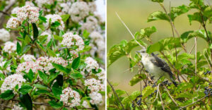 This One Native Shrub Can Turn An Ohio Yard Into A Bird Sanctuary All ...