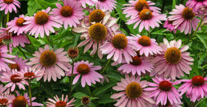 10 Oregon Garden Favorites That Really Shine In Summer