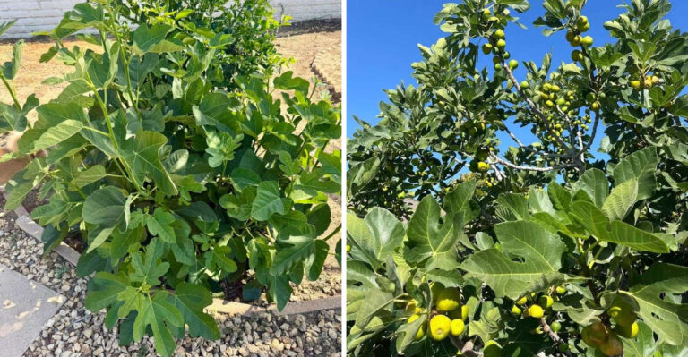 7 Common Fig Tree Spacing Mistakes North Carolina Gardeners Make Near ...