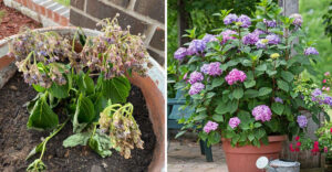 7 Steps To Revive Heat-Damaged Hydrangea Plants In Florida